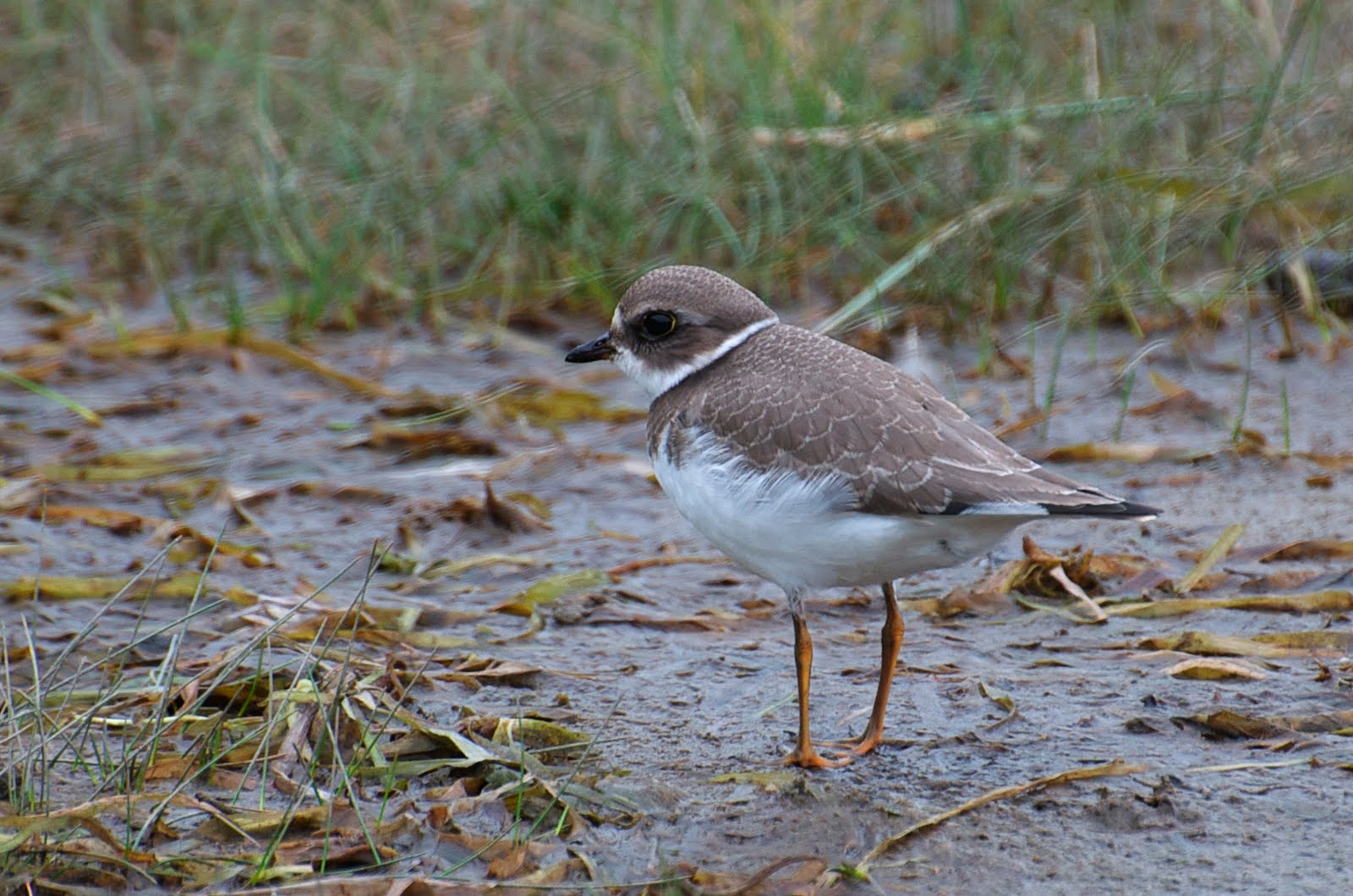 NW Bird Blog: Semipalmated Plover